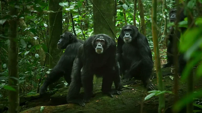 Is Chimp Empire Real or CGI? Will They Take Over the World? - Celebs In ...